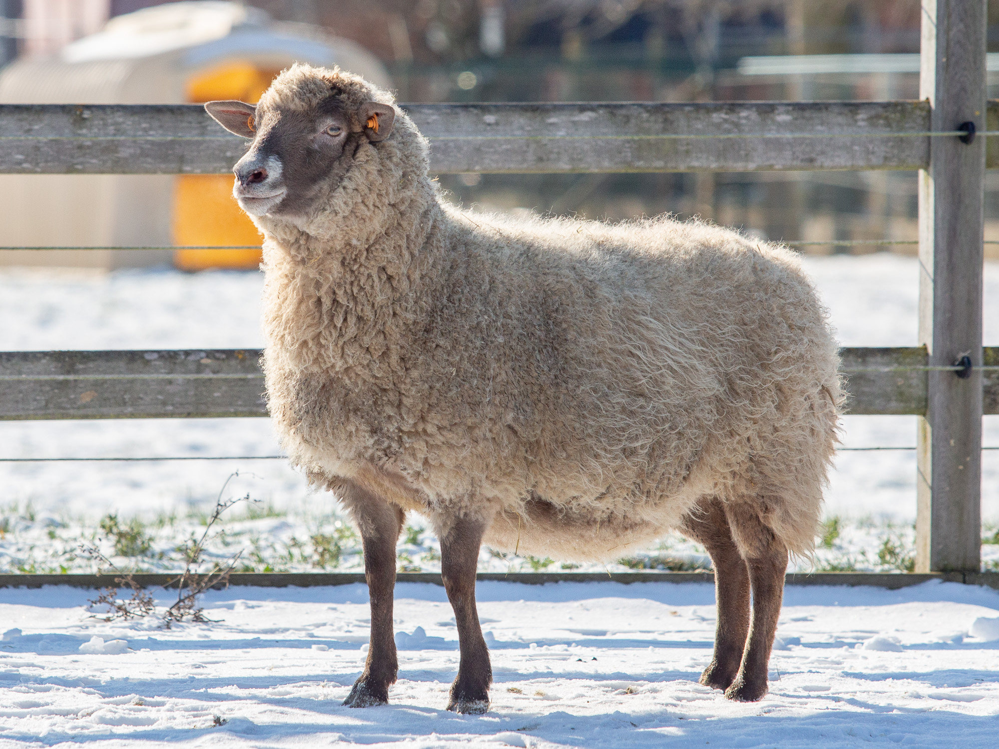 Fiche de Camille - Animaux en Péril ASBL